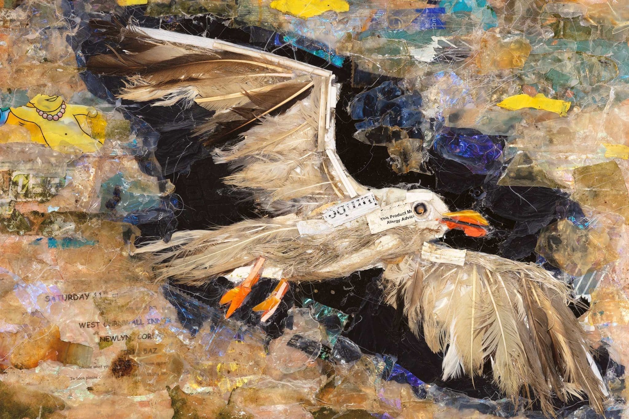 Bonnie Steward - Sharkfin Media